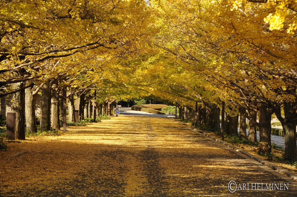 Ari Helminen@昭和@flickr - 旅飯 - Pantravel